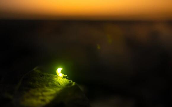 The Firefly That Guides Lost Souls in Japanese Myth - NewsBreak