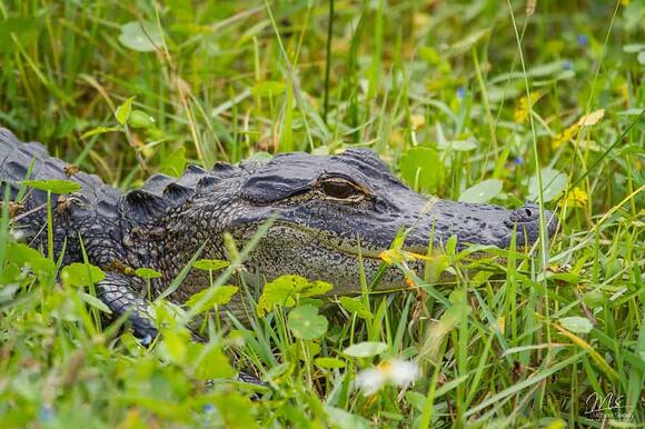 Watch Gazelle VS Alligator In The Ocean - NewsBreak