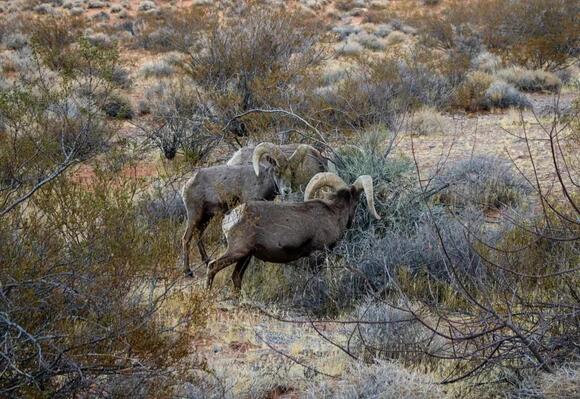 10 Fascinating Facts About the Desert Bighorn Sheep of Nevada and ...