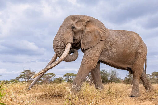 Conservationists in Kenya pay tribute to beloved 'super tusker ...