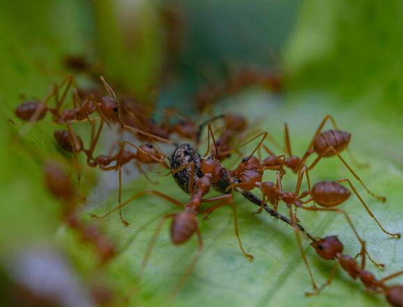 This Ant Can Explode to Defend Its Nest - NewsBreak