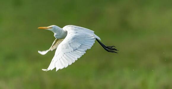 The Amazing Physics of Flight: How Birds and Planes Defy Gravity ...