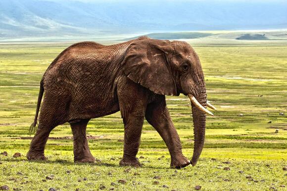 14 Cool Animal Facts You Wish You Knew Sooner - NewsBreak