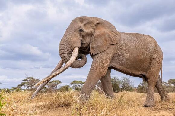 Kenya mourns legendary ‘super tusker’ elephant Craig after death in ...