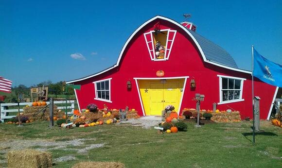 Where To Pick Sunflowers In Oklahoma This Fall - NewsBreak