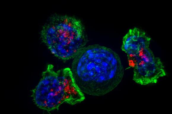 'Masked' cancer drug stealthily trains immune system to kill tumors ...