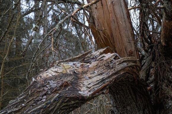 Exploding Trees Are a Real Thing During Michigan Cold Weather - NewsBreak