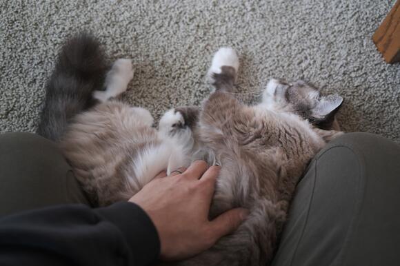 How Cats Show Loyalty in Ways Humans Often Miss - NewsBreak