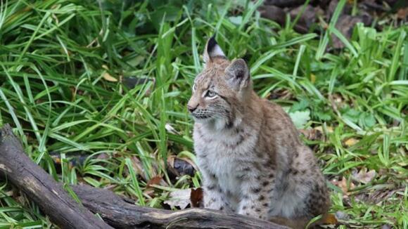 Orphaned Bobcat Brothers Bravo and Tango Released Back Into Their ...