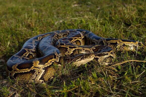 Florida Triumphs Over Invasive Pythons, but Battle Continues - NewsBreak
