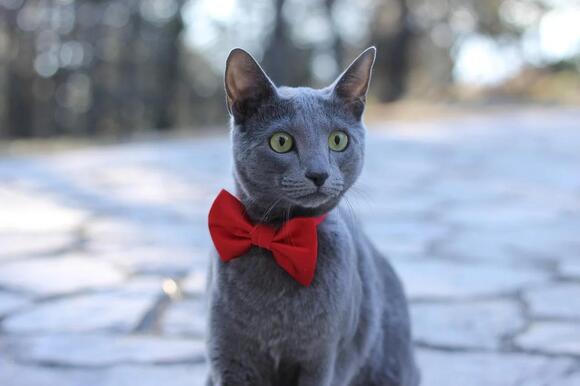 6 Cat Fashion Trends That Are Taking Over Social Media - NewsBreak