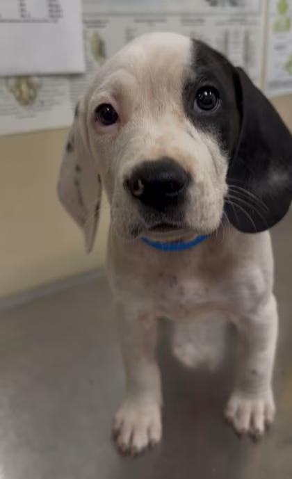 🐶 Playful, Loyal & Loving Dogs Ready for Adoption in Houston - NewsBreak