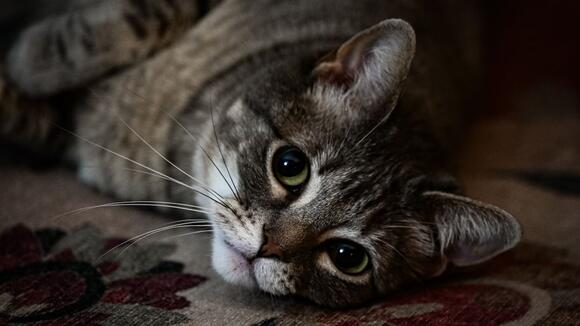 7 Ancient Instincts That Still Drive Your Modern House Cat’s Behavior ...