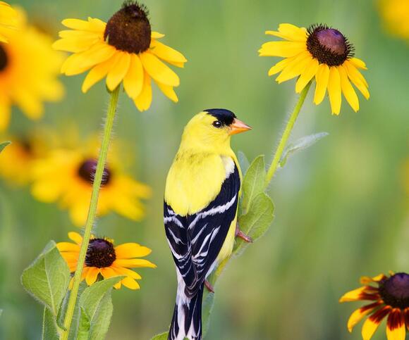 Discover Your Birth Month Bird – Plus Easy Ways to Attract All 12 to ...