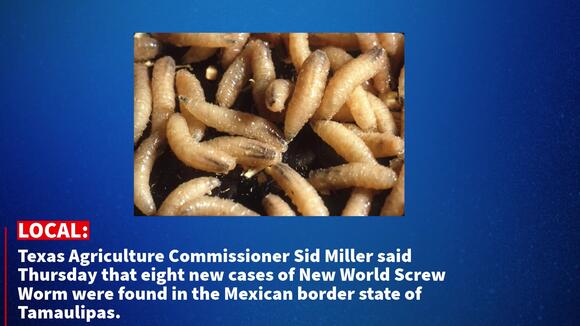 Planned Parenthood adds rainbow crosswalks at south Texas clinics ...