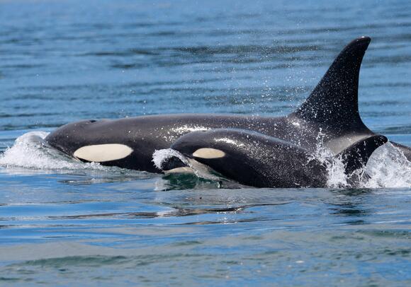 24 Facts about The Female Leaders of the Wild - NewsBreak