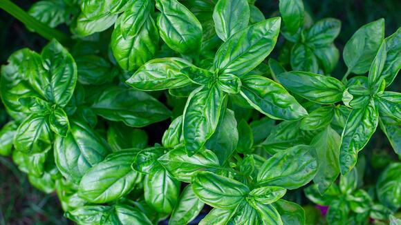 11 Plants That Root So Easily You’ll Wonder Why You Bought More - NewsBreak