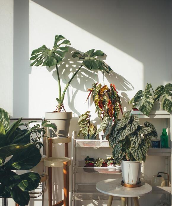 Forget Labubus, consumer experts have just named rare houseplants the ...