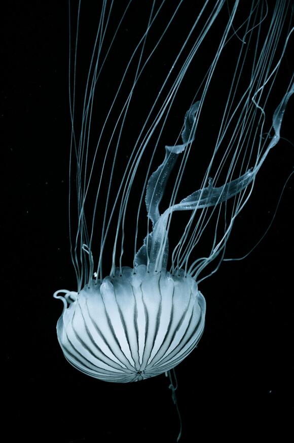The Most Poisonous Jellyfish Ever Discovered And How It Kills - NewsBreak