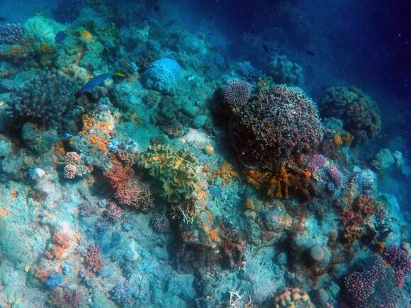 How Ancient Coral Reefs Record Earth’s Climate Millions of Years Ago ...