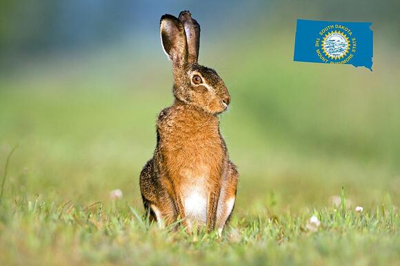 Record High Pheasant Numbers Have South Dakota Hunters Hopeful - NewsBreak