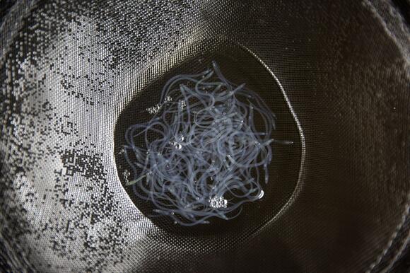 Maine Elver Fishing License Lottery is Open - NewsBreak