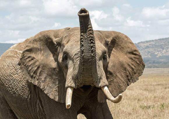 Watch: Elephant Climbs Lodge Wall to Steal Mangos - NewsBreak