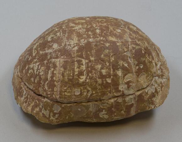 11-Year-Old’s Rockhounding Adventure Yields 48-Million-Year-Old Turtle ...