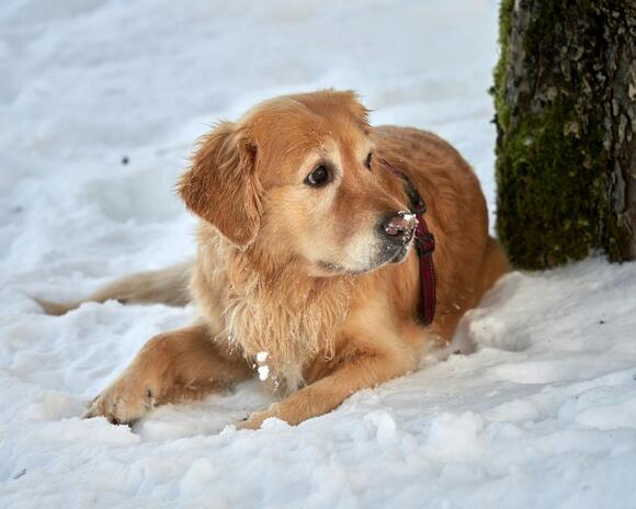 How To Keep Your Pets Safe During The Texas Ice Storm - NewsBreak