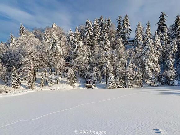 Yes, Snow Fleas Are Actually a Thing in Michigan - NewsBreak