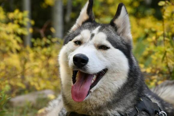 The Siberian Husky: Everything You Need to know about The Drama Queen ...