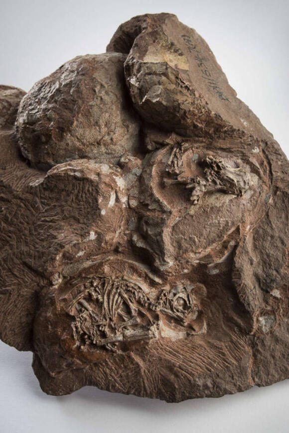 Scientists Able To See Preserved Dinosaur Embryos Inside 200-Million ...