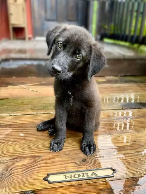 🐶 Sweet Rescue Dogs Waiting for Homes in Oakhurst, NJ - NewsBreak