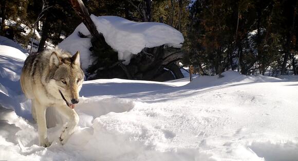 Yellowstone National Park’s oldest wolf gave birth to 3 pups this ...