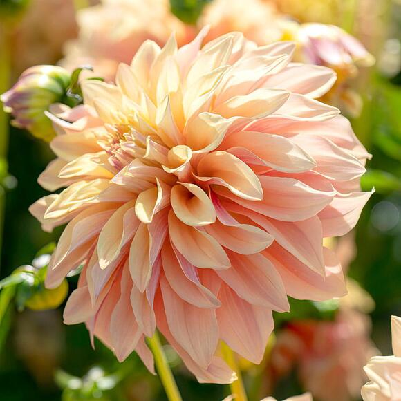 These 5 Trending Flower Varieties Are Set to Be Big News in 2026 ...