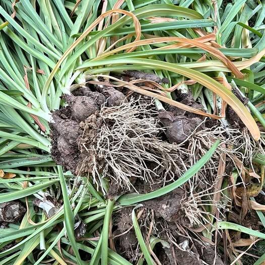 🎁 Freebies Up for Grabs in Elizabethtown Right Now - NewsBreak