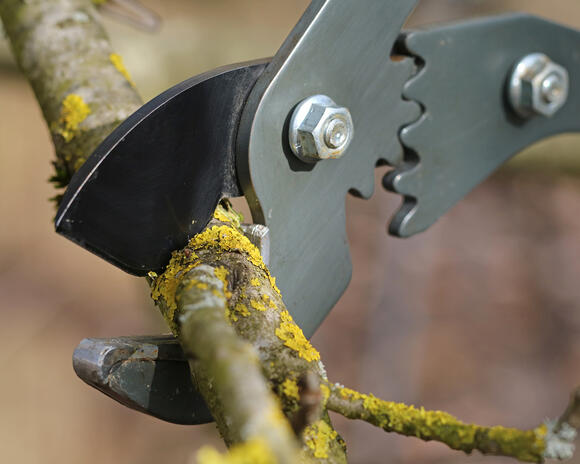 Confused About Pruners? These Are the Only 3 Types You Really Need ...