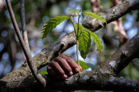 Cocoa swollen shoot disease worsening in Ghana, poses long-term threat ...