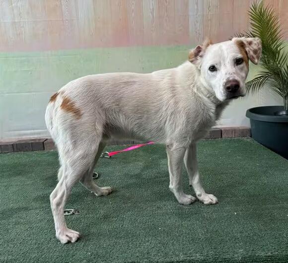 🐶 Playful, Loyal & Loving Dogs Ready for Adoption in Baldwin Park ...