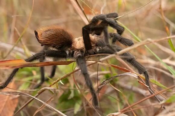 The Biggest Spiders in Oklahoma: Identification and Facts - NewsBreak