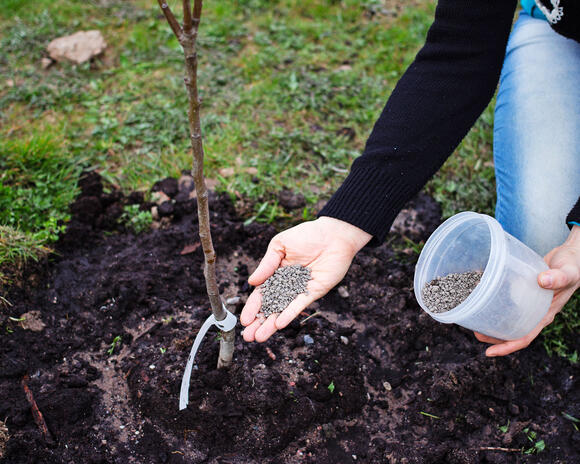 What to Do With Lemon Trees in June for a Tart & Tasty Harvest – 6 Easy ...
