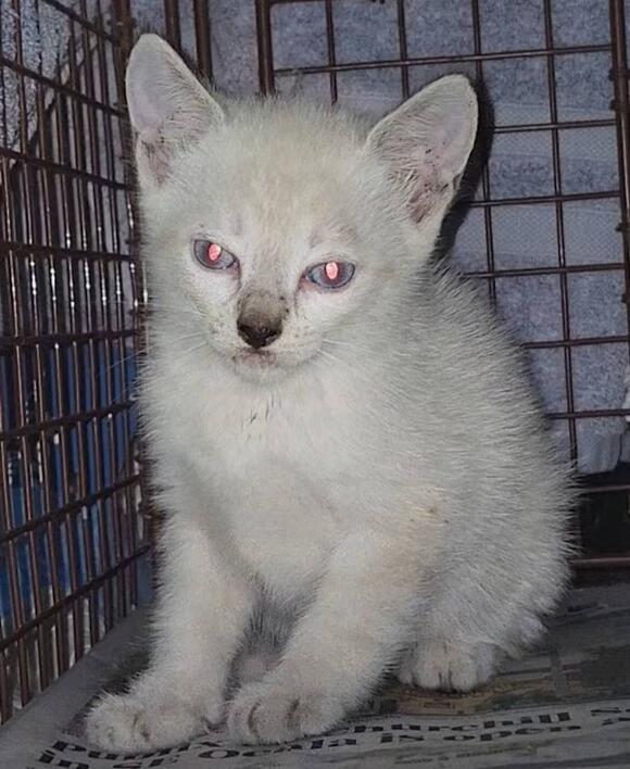 A sweet Siamese cat, Sylvia, left in a parking lot as a kitten, is ...