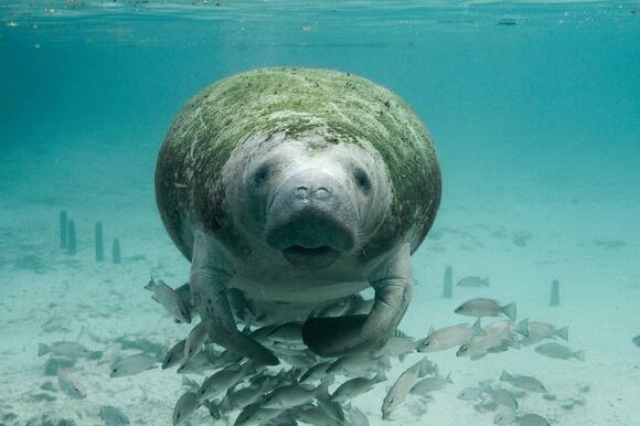 How Florida’s Manatees are Fighting for Survival - NewsBreak