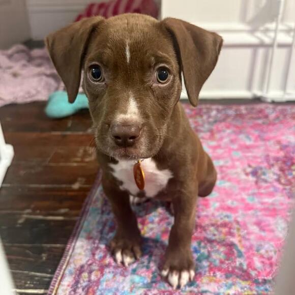🐶 Playful & Loving Dogs Ready for Adoption in Normal, IL - NewsBreak