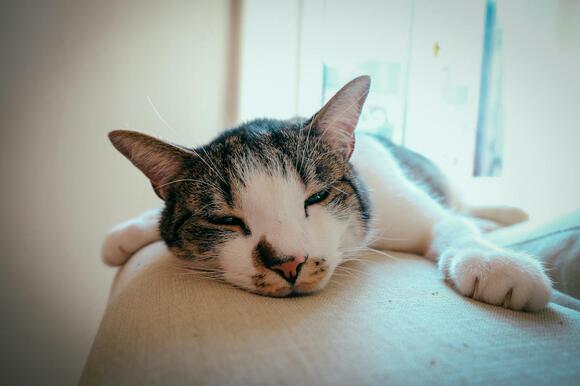 8 Cat Breeds With Ears That Curl, Fold, or Disappear - NewsBreak