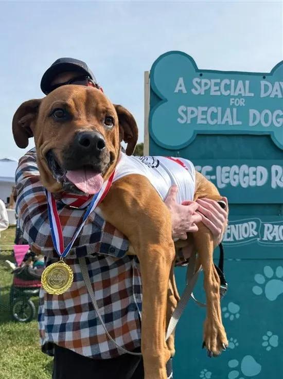 Watch video of special needs dogs dash to the finish line during ...