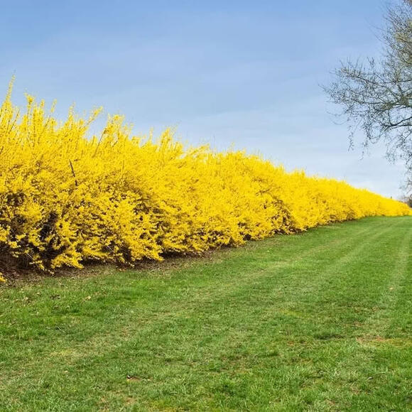 🎁 Free Garden Plants and Shrubs Available in Woburn - NewsBreak