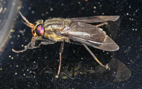 Oregon Biting Flies: 6 Species and How to Protect Yourself - NewsBreak