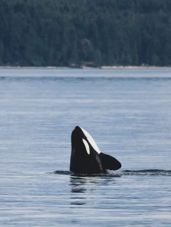 Orca Lures Birds With Fish For A Sneaky Meal - NewsBreak