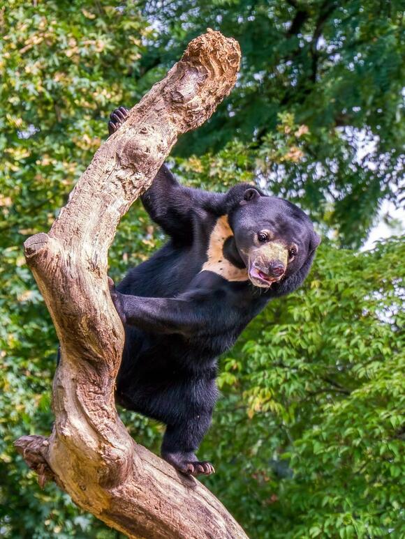 The Sun Bear’s Strange Tongue and Stranger Behavior: Ecology’s Tiny ...